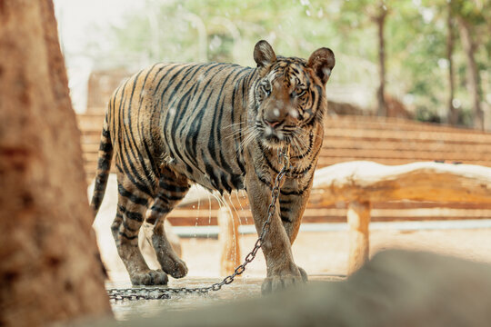 「Tiger Chain」の写真素材 | 2,180件の無料イラスト画像 | Adobe Stock