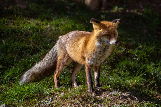 Leisefuchs Bilder – Durchsuchen 577 Archivfotos, Vektorgrafiken und ...