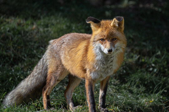 Leisefuchs Bilder – Durchsuchen 371 Archivfotos, Vektorgrafiken und ...