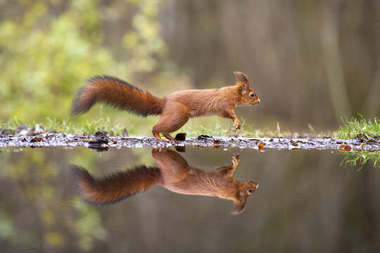 Imágenes de Rongeur: descubre bancos de fotos, ilustraciones, vectores ...