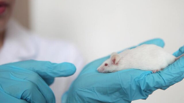 "Laboratory Mouse" Images – Browse 1,441 Stock Photos, Vectors, and ...