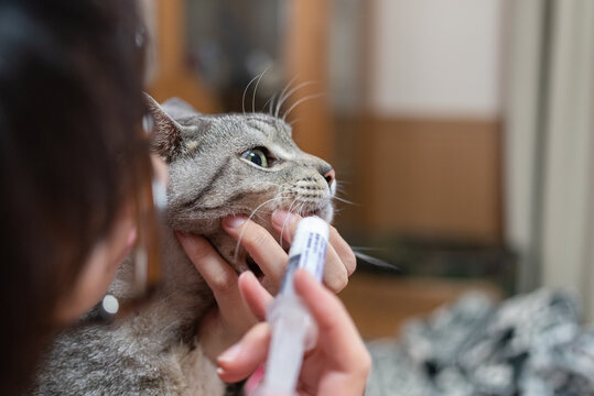 Katzengebiss-Bilder: Stock-Fotos & -Videos. | Adobe Stock