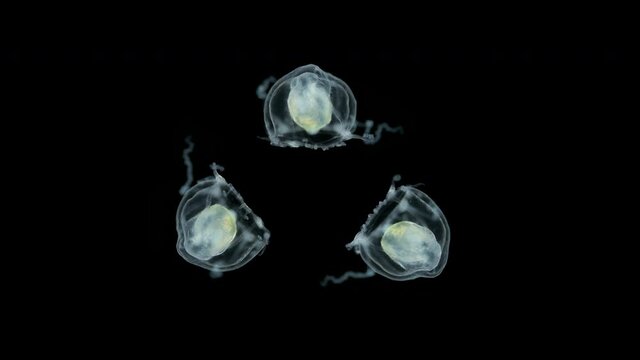 รูปภาพHydromedusa – เลือกดูภาพถ่ายสต็อก เวกเตอร์ และวิดีโอ127 | Adobe Stock
