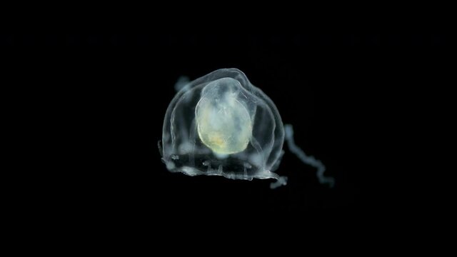 รูปภาพHydromedusa – เลือกดูภาพถ่ายสต็อก เวกเตอร์ และวิดีโอ127 | Adobe Stock