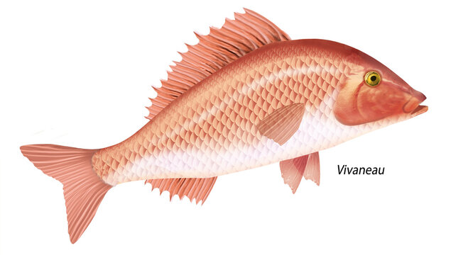 รูปภาพVivaneau – เลือกดูภาพถ่ายสต็อก เวกเตอร์ และวิดีโอ203 | Adobe Stock