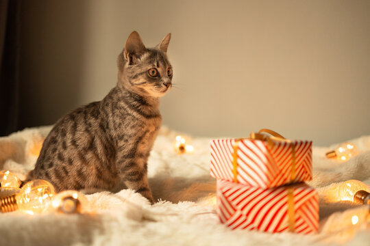 478,504 BÄSTA BILDERNA, STOCKFOTONA OCH VEKTORBILDERNA MED ...