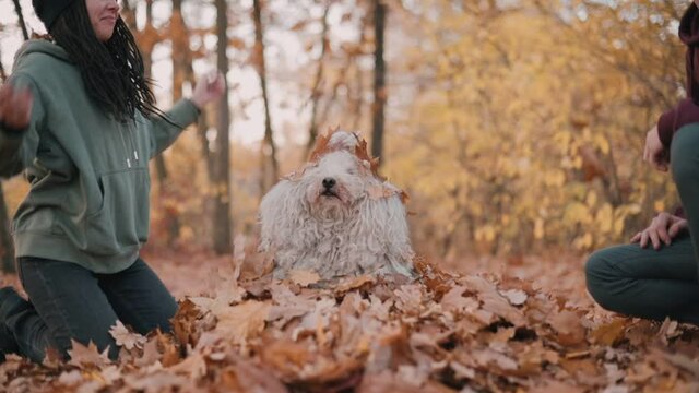 รูปภาพBuli – เลือกดูภาพถ่ายสต็อก เวกเตอร์ และวิดีโอ170 | Adobe Stock