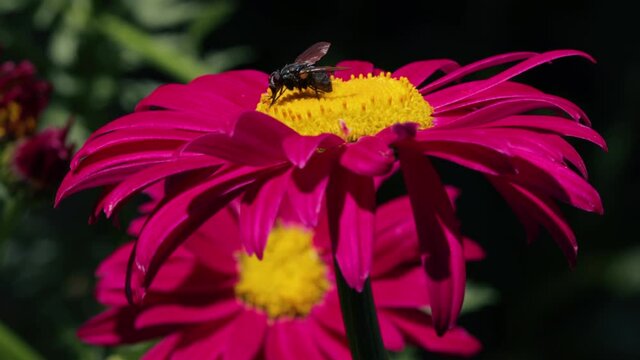 รูปภาพPyrethrum – เลือกดูภาพถ่ายสต็อก เวกเตอร์ และวิดีโอ1,977 | Adobe Stock