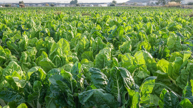 「Acrecentar」の画像 - 5,783 件の Stock 写真、ベクターおよびビデオ | Adobe Stock