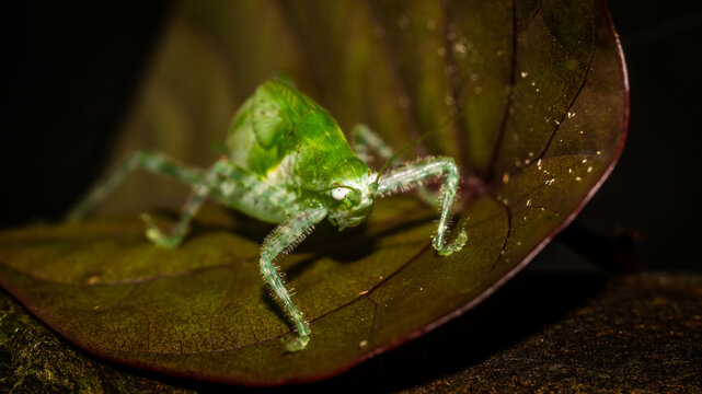 รูปภาพEnsifera – เลือกดูภาพถ่ายสต็อก เวกเตอร์ และวิดีโอ1,700 | Adobe Stock