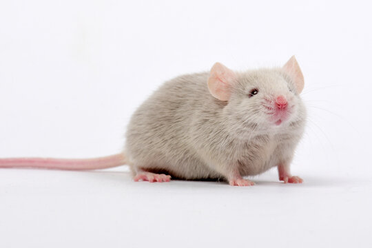 Albino-Maus 이미지 – 찾아보기 4 스톡 사진, 벡터 및 비디오 | Adobe Stock