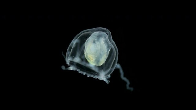 รูปภาพHydromedusa – เลือกดูภาพถ่ายสต็อก เวกเตอร์ และวิดีโอ127 | Adobe Stock