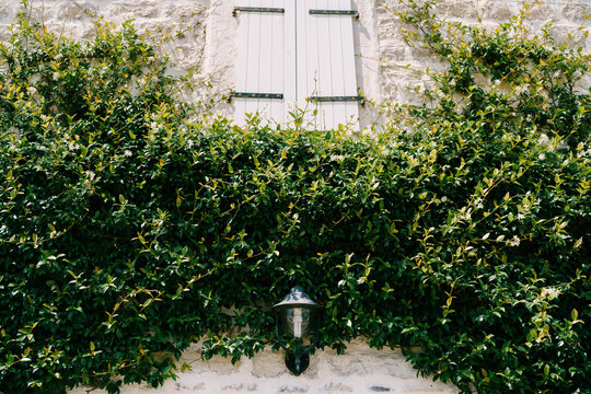 Entwined Images – Browse 12,629 Stock Photos, Vectors, and Video ...