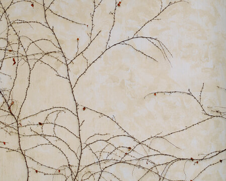 Entwined bilder – Bläddra bland 13,086 stockfoton, vektorer och videor ...