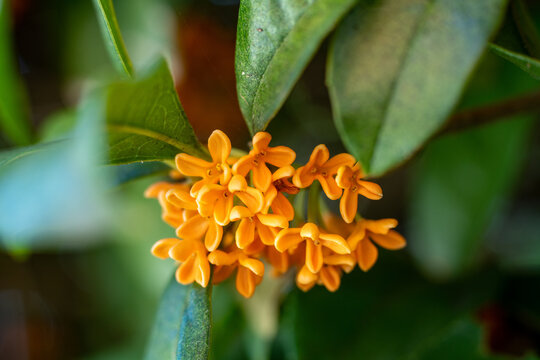 รูปภาพOsmanthus – เลือกดูภาพถ่ายสต็อก เวกเตอร์ และวิดีโอ81,148 | Adobe ...
