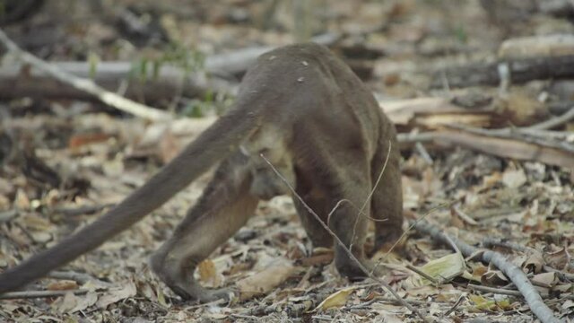Cathemeral Bilder – Durchsuchen 57 Archivfotos, Vektorgrafiken und ...