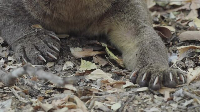 "Fossa 影像 – 瀏覽 30,235 個素材庫相片、向量圖和影片 | Adobe Stock