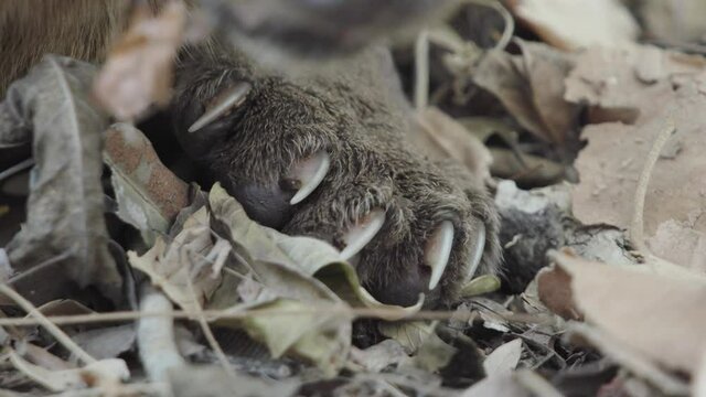"Fossa 影像 – 瀏覽 30,235 個素材庫相片、向量圖和影片 | Adobe Stock