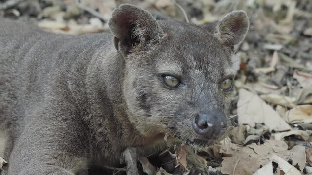 Cathemeral Bilder – Durchsuchen 57 Archivfotos, Vektorgrafiken und ...