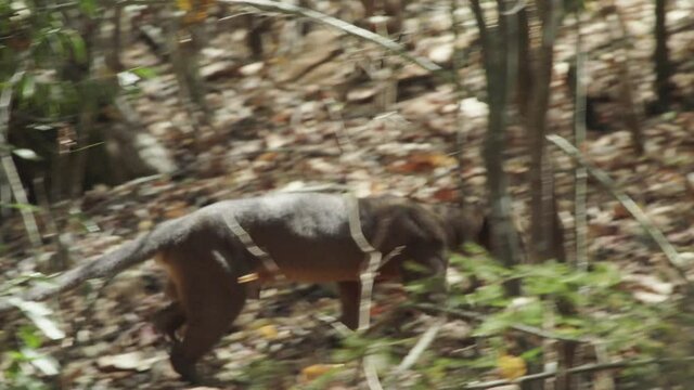 Cathemeral Bilder – Durchsuchen 57 Archivfotos, Vektorgrafiken und ...