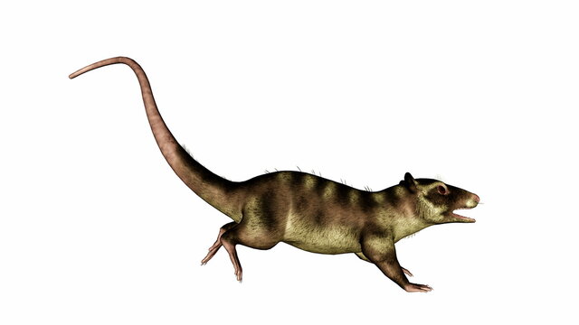 Imagens de Purgatorius – Explore Fotografias do Stock, Vetores e Vídeos ...