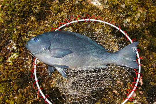 "Sea Chubs"-Bilder: Stock-Fotos & -Videos. | Adobe Stock