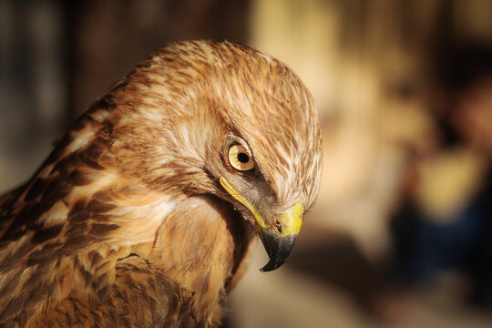 Hawks Bilder – Durchsuchen 234,767 Archivfotos, Vektorgrafiken und ...