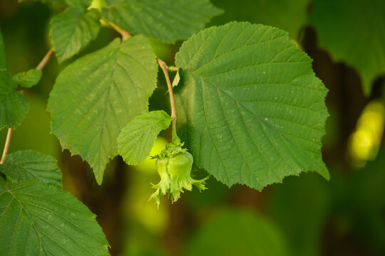 Haselnussblatt Bilder – Durchsuchen 1,263 Archivfotos, Vektorgrafiken ...
