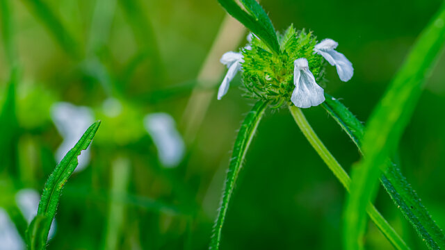 Thumba Images – Browse 54 Stock Photos, Vectors, and Video | Adobe Stock