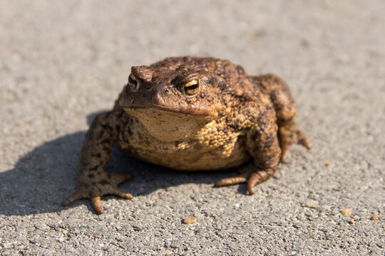 「Ropucha」の写真素材 | 1,259件の無料イラスト画像 | Adobe Stock