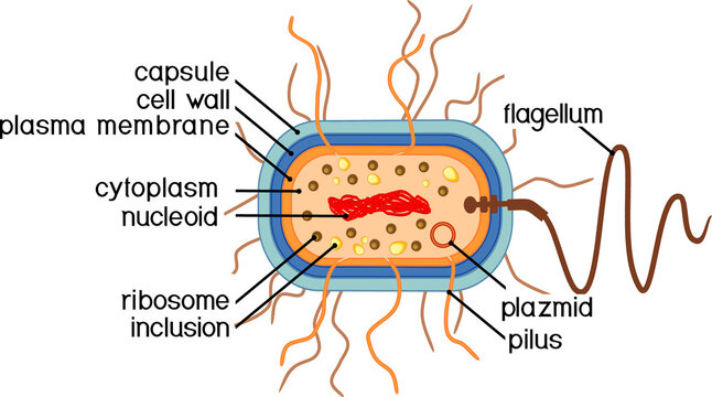 Plazmid Images – Browse 19 Stock Photos, Vectors, and Video | Adobe Stock