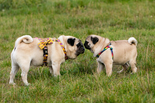 Mopsy Images – Browse 33 Stock Photos, Vectors, and Video | Adobe Stock