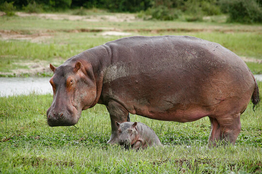 Hypo Billeder – Gennemse 39,795 stockfotos, vektorer og videoer | Adobe ...