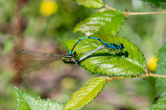 S'accoupler Images – Browse 37 Stock Photos, Vectors, and Video | Adobe ...