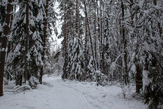 "Snow-Covered Forest" Images – Browse 599 Stock Photos, Vectors, and ...