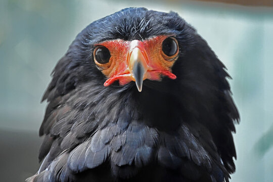 "Zimbabwe Bird" Billeder – Gennemse 122 stockfotos, vektorer og videoer ...