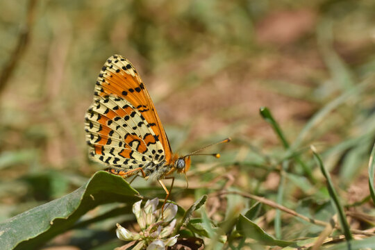 รูปภาพIparhan – เลือกดูภาพถ่ายสต็อก เวกเตอร์ และวิดีโอ76 | Adobe Stock