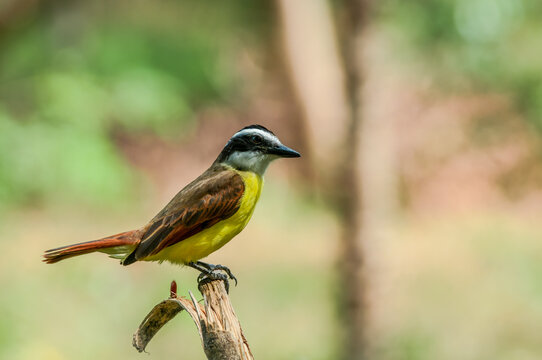 "Pitangus Sulphuratus" Images – Browse 2,640 Stock Photos, Vectors, and ...