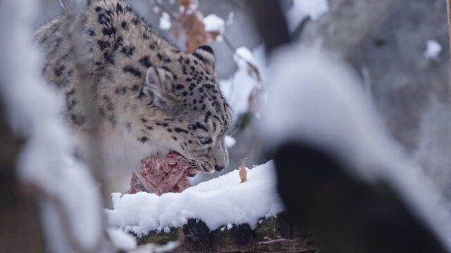 Snow Leopards Eating