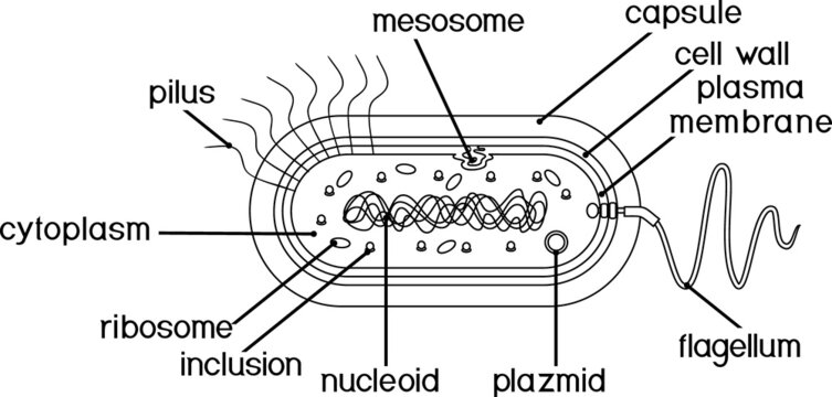 Prokaryotic Cell Structure Mesosome