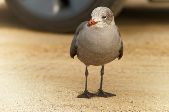 "Cute Seagull" Images – Browse 18 Stock Photos, Vectors, and Video ...