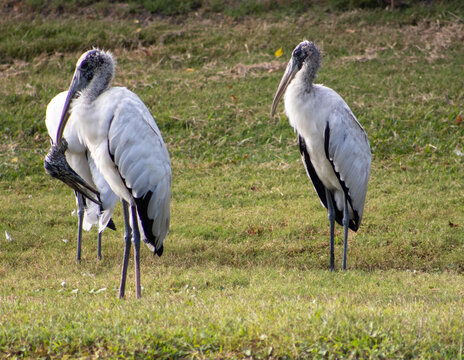 "Wood Storks" Images – Browse 351 Stock Photos, Vectors, and Video ...