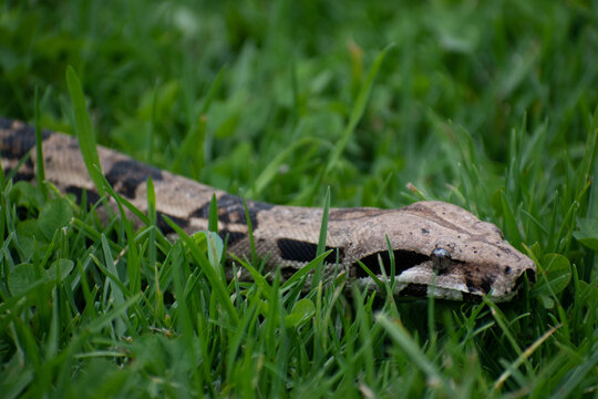 Serpenter Images – Parcourir 8,698 le catalogue de photos, vecteurs et ...