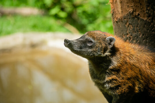 Cuchucho Images – Browse 26 Stock Photos, Vectors, and Video | Adobe Stock