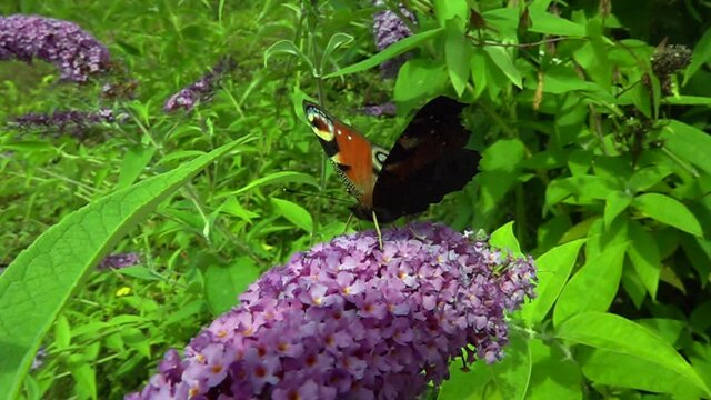 รูปภาพPfauenauge – เลือกดูภาพถ่ายสต็อก เวกเตอร์ และวิดีโอ2,313 | Adobe ...