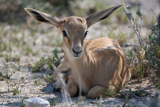 Baby Impala"」の写真素材 | 232件の無料イラスト画像 | Adobe Stock