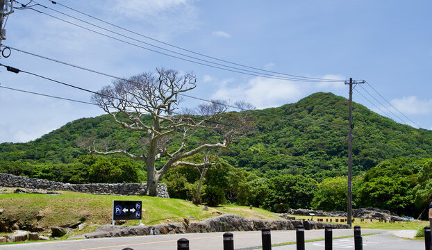 147 BEST Kunigami IMAGES, STOCK PHOTOS & VECTORS | Adobe Stock