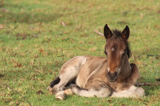 รูปภาพPotrillo – เลือกดูภาพถ่ายสต็อก เวกเตอร์ และวิดีโอ1,526 | Adobe Stock
