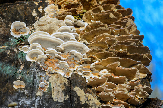 รูปภาพXylophagous – เลือกดูภาพถ่ายสต็อก เวกเตอร์ และวิดีโอ229 | Adobe Stock