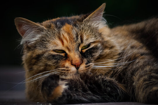 Furz Bilder – Durchsuchen 55,297 Archivfotos, Vektorgrafiken und Videos ...